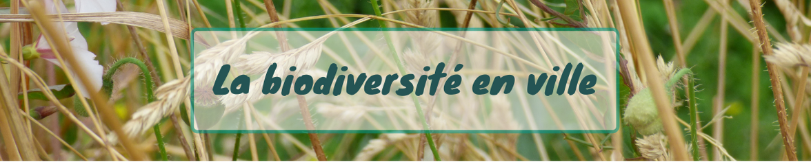 La Biodiversité en Ville – CPIE Seuil du poitou
